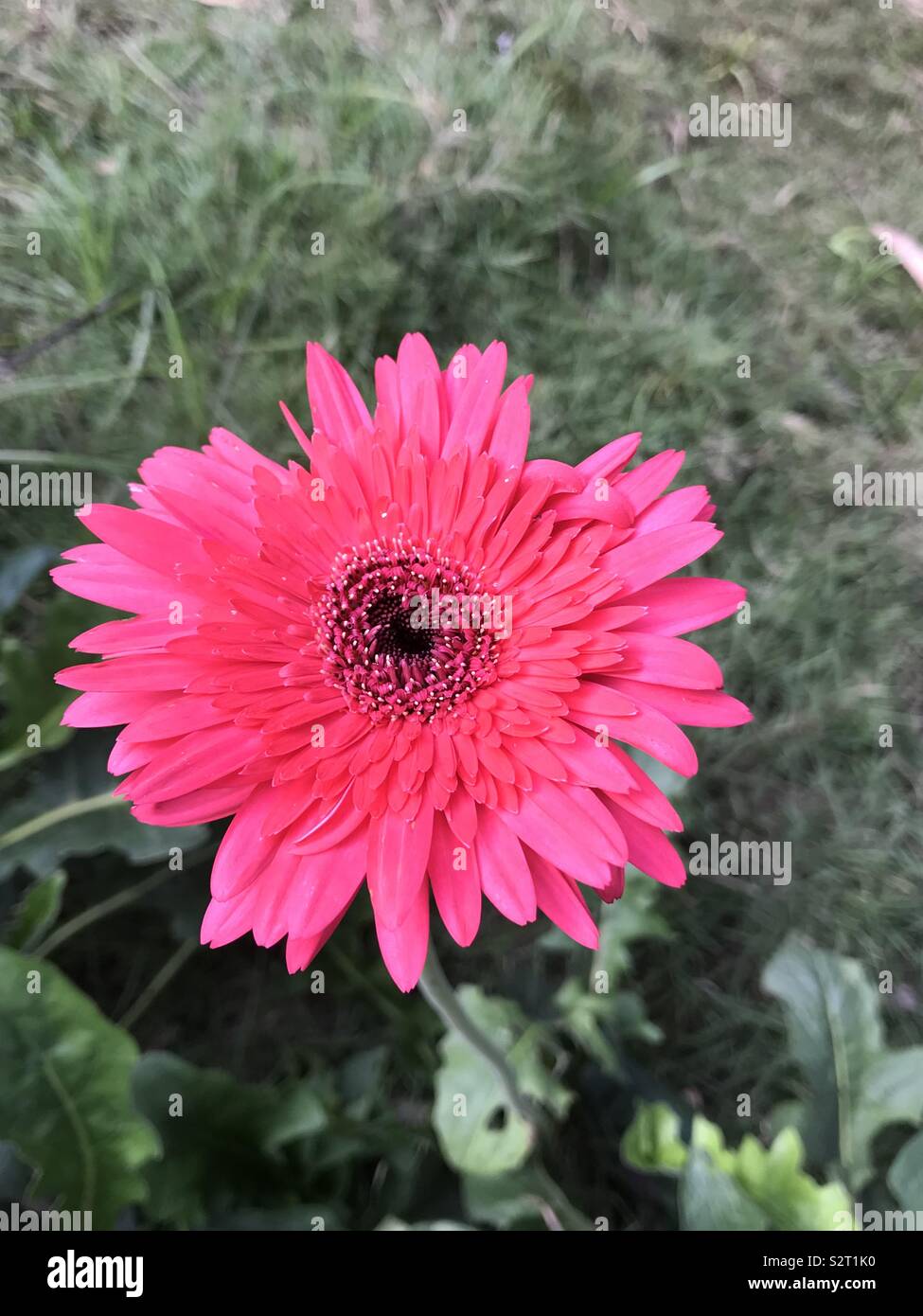 Pink Gerbera, African daisy Stock Photo - Alamy