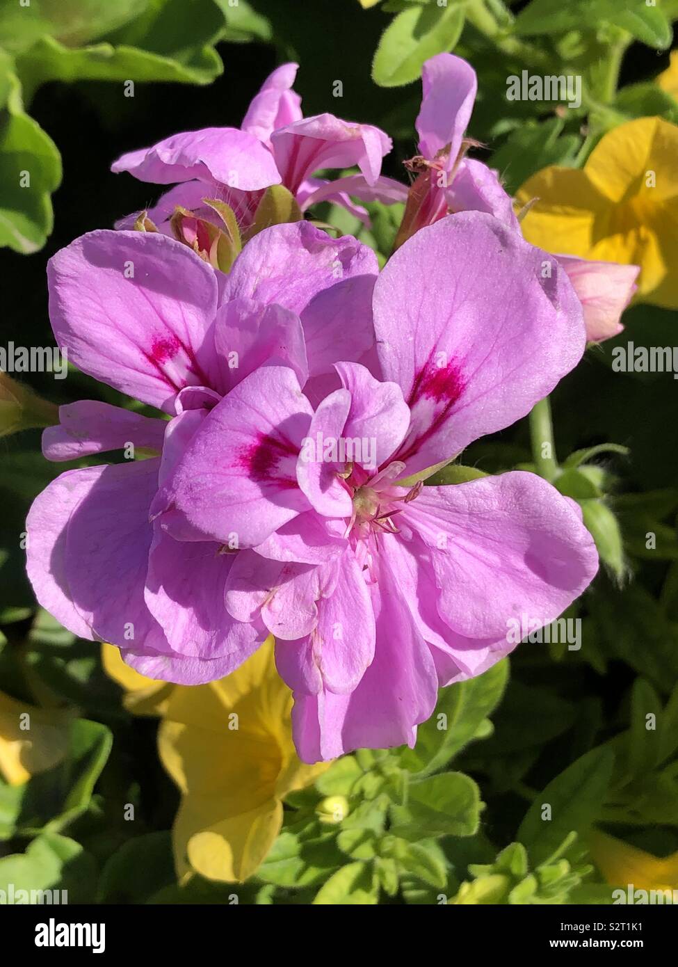 Beautiful pink geraniums hi-res stock photography and images - Alamy
