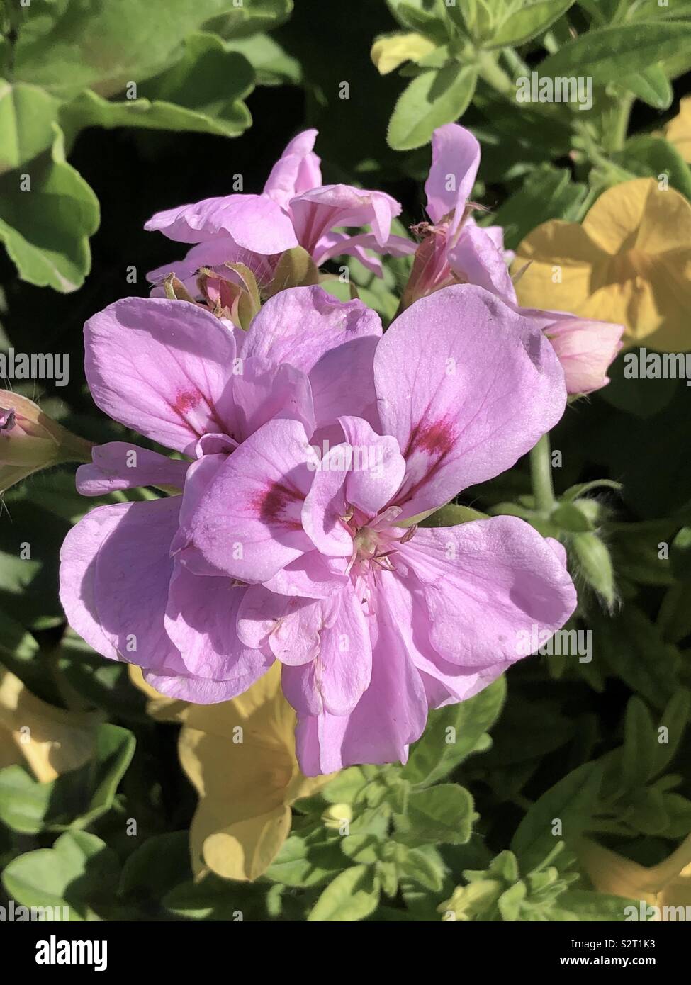 Beautiful pink geraniums hi-res stock photography and images - Alamy