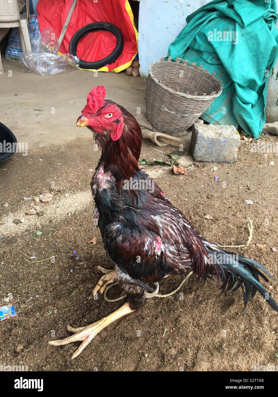 A rooster tied up in front of a small Store in south India Stock Photo ...