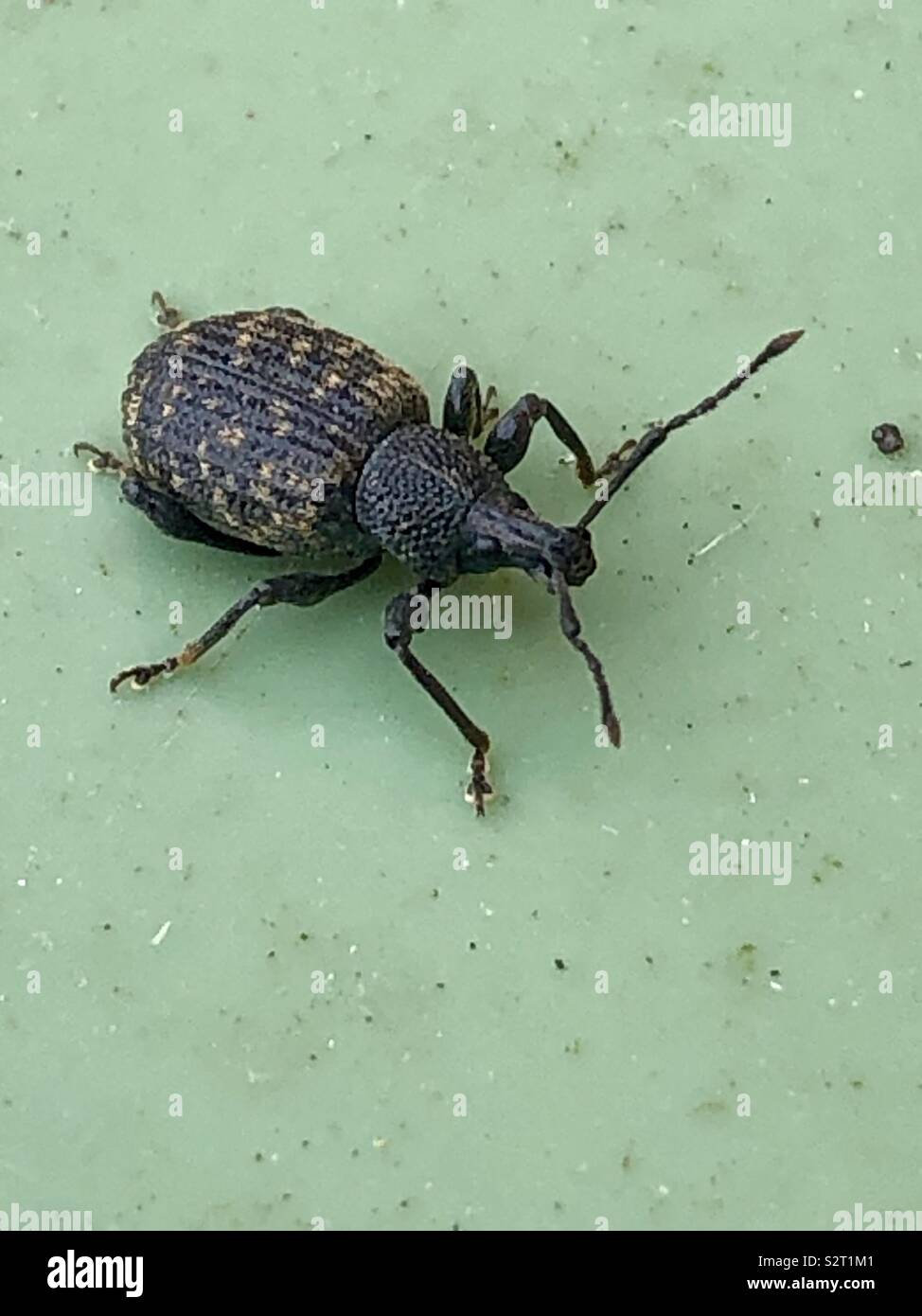 Black vine weevil Stock Photo - Alamy