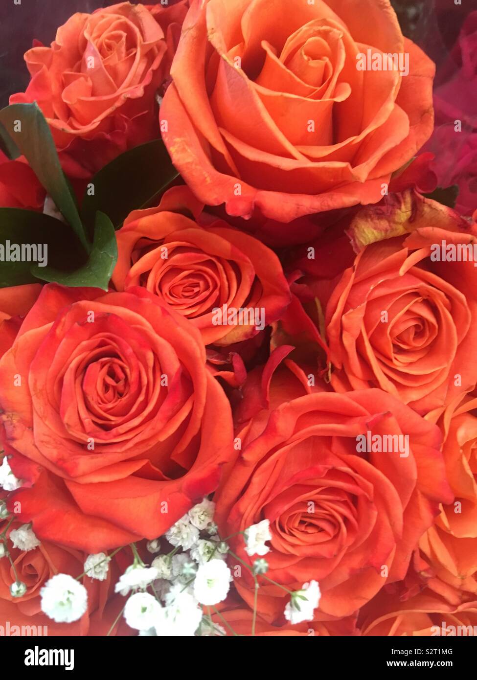 Orange roses flowers hi-res stock photography and images - Alamy