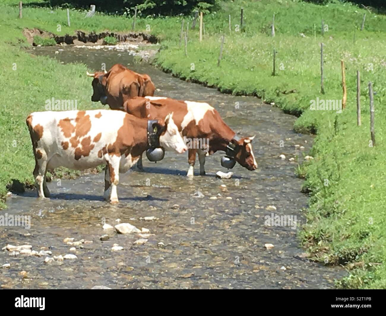Swiss cows and bells hi-res stock photography and images - Alamy