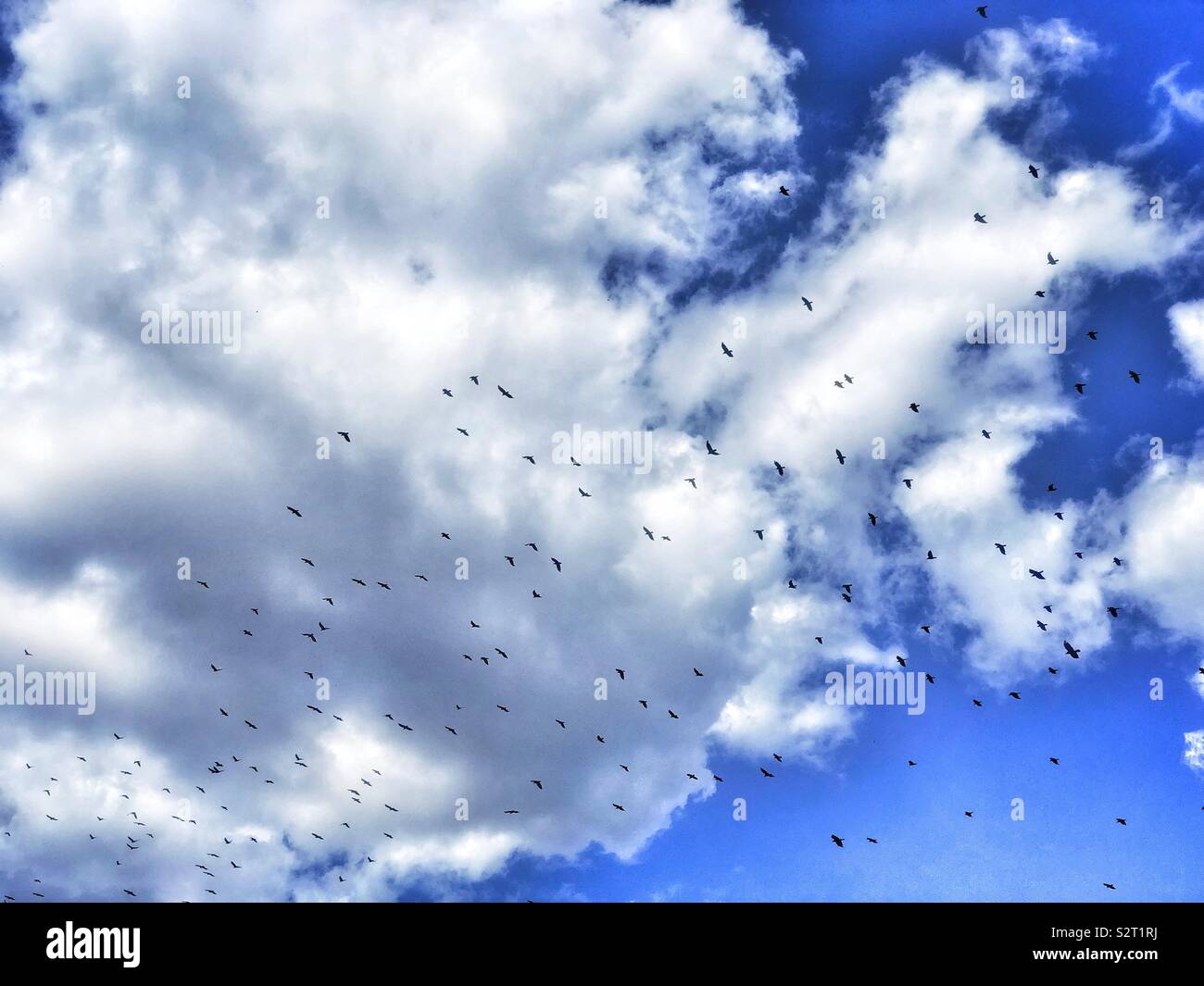 flock of crows flying on the sky with clouds Stock Photo - Alamy