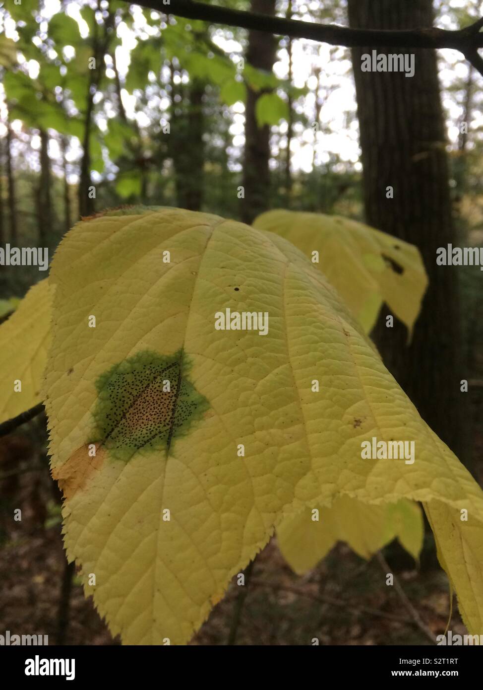 Autumn Striped Maple Leaf Stock Photo - Alamy