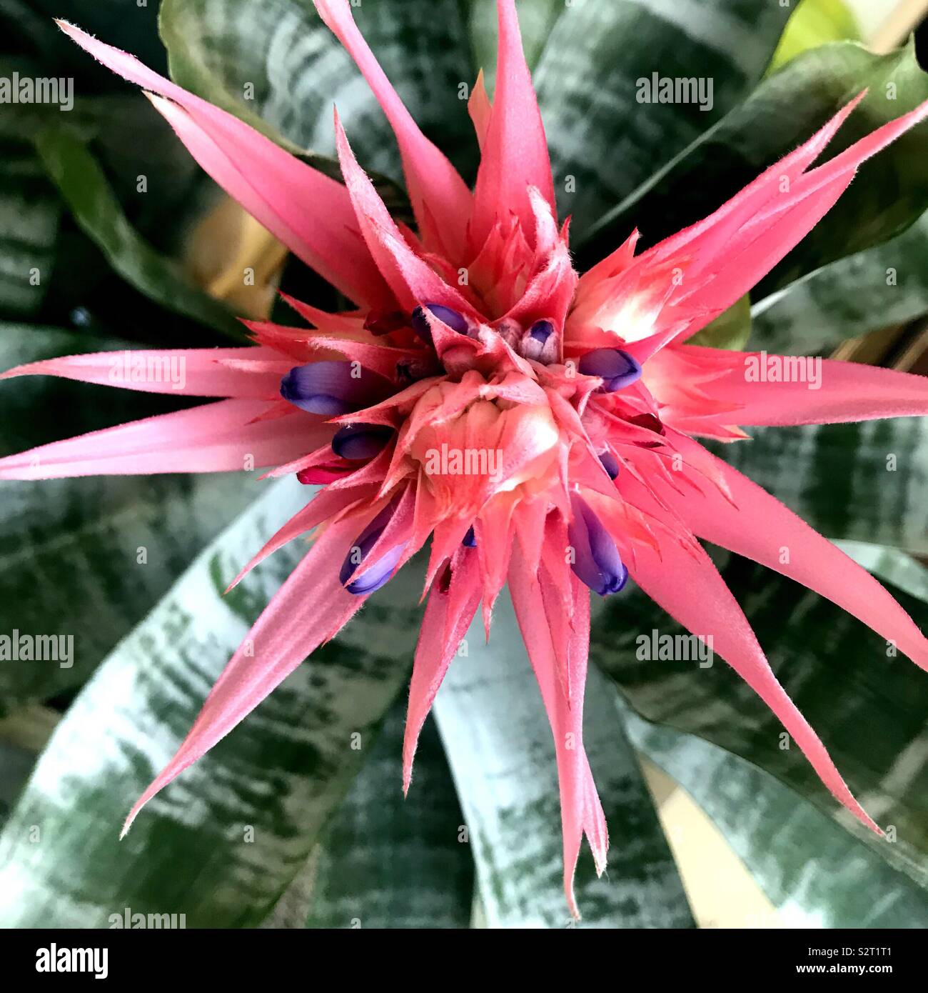 Pink bromeliad hi-res stock photography and images - Alamy
