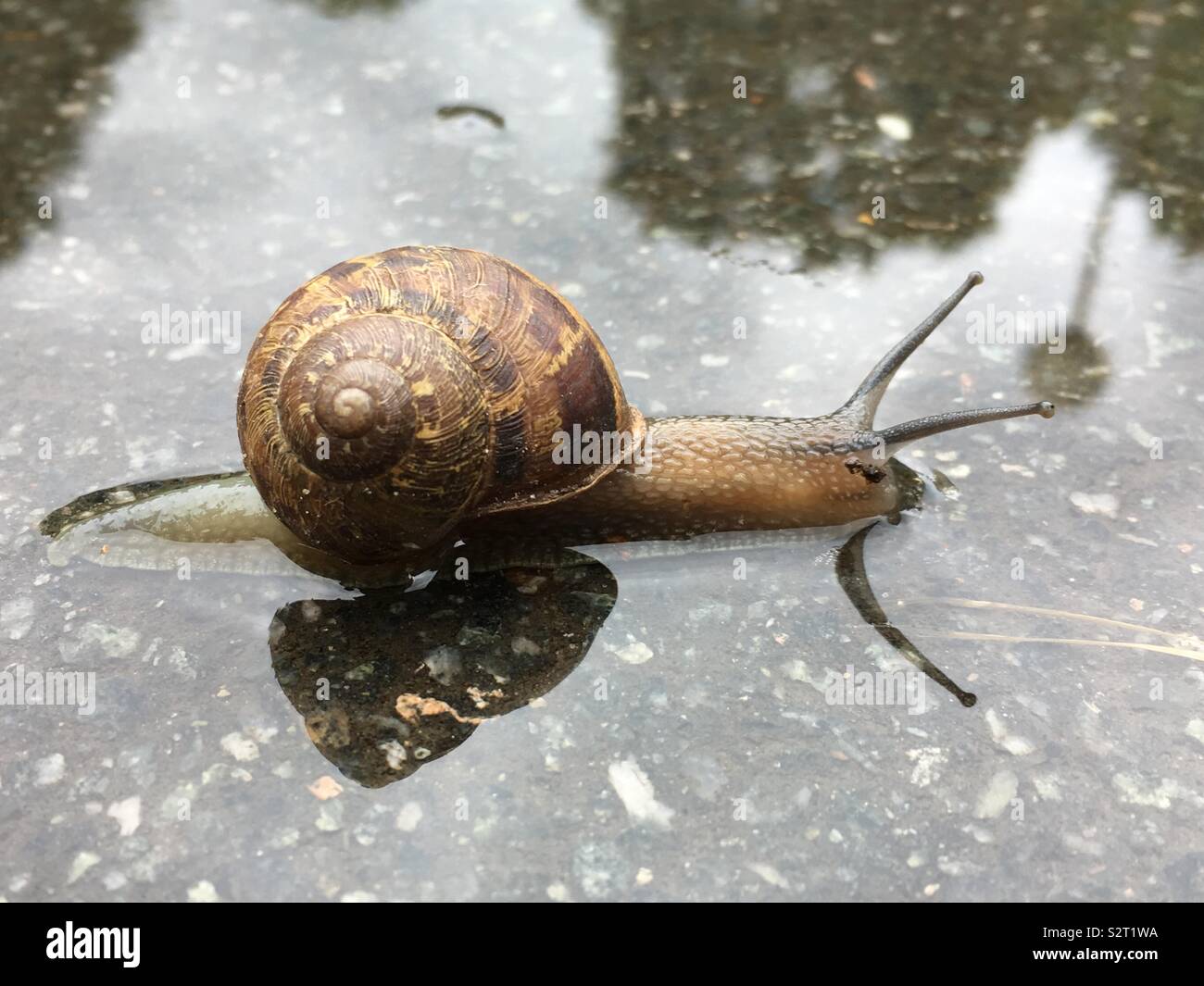 Snail crawling through puddle hi-res stock photography and images - Alamy