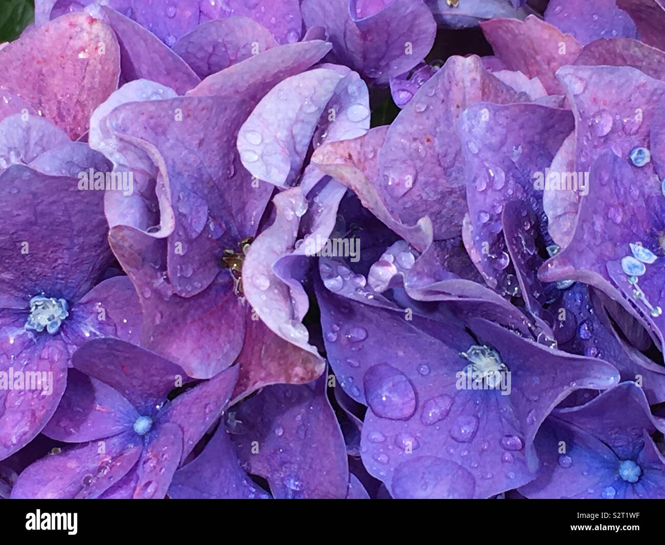 Petals of a purple hydrangea with rain drops Stock Photo - Alamy