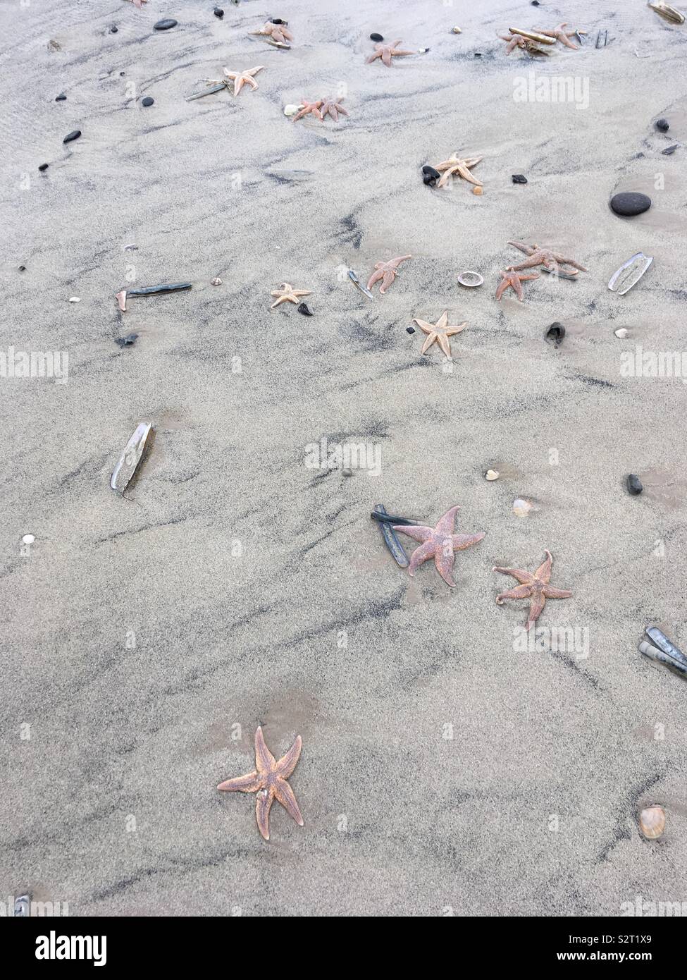Dead sea urchin hi-res stock photography and images - Alamy