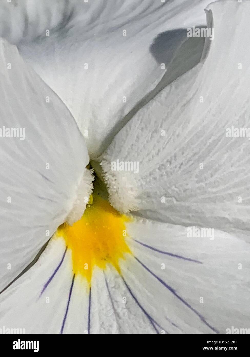 Inside a flower texture hi-res stock photography and images - Alamy