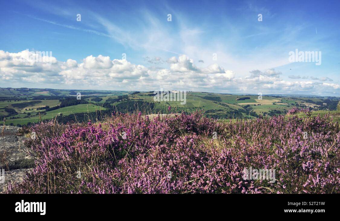 Heather field hi-res stock photography and images - Alamy