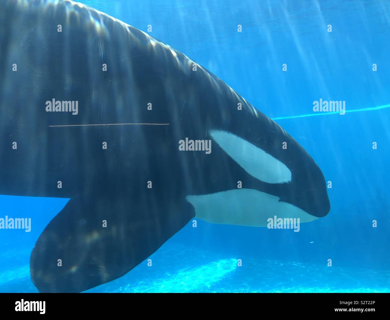 Orca fish hi-res stock photography and images - Alamy