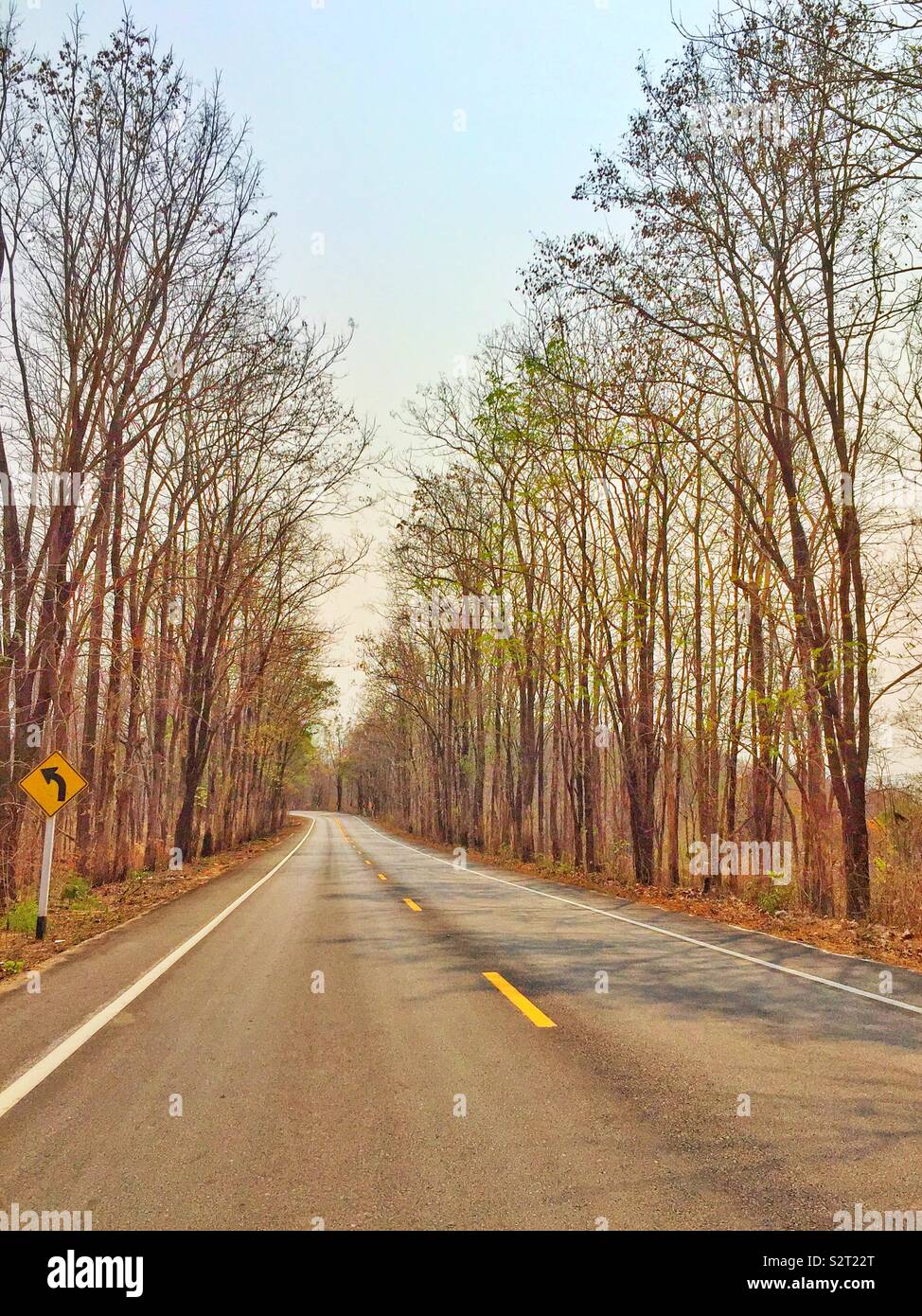 Dry trees on the roadside Stock Photo - Alamy