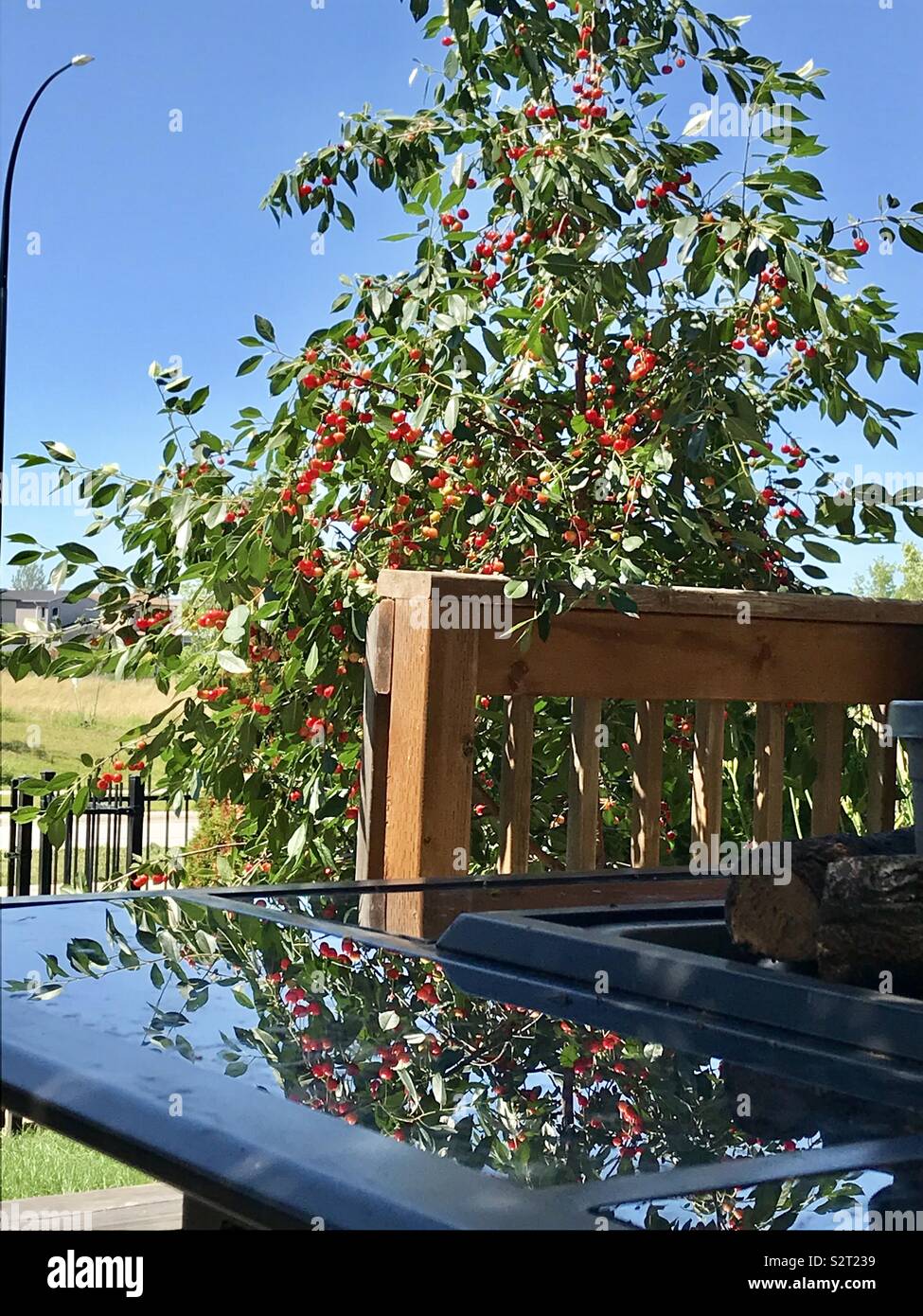 Juliet cherry hi-res stock photography and images - Alamy