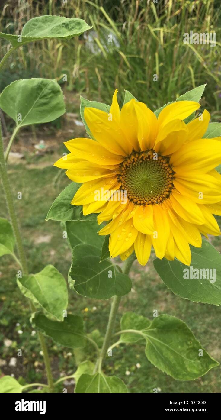 Sunflower in bloom Stock Photo - Alamy