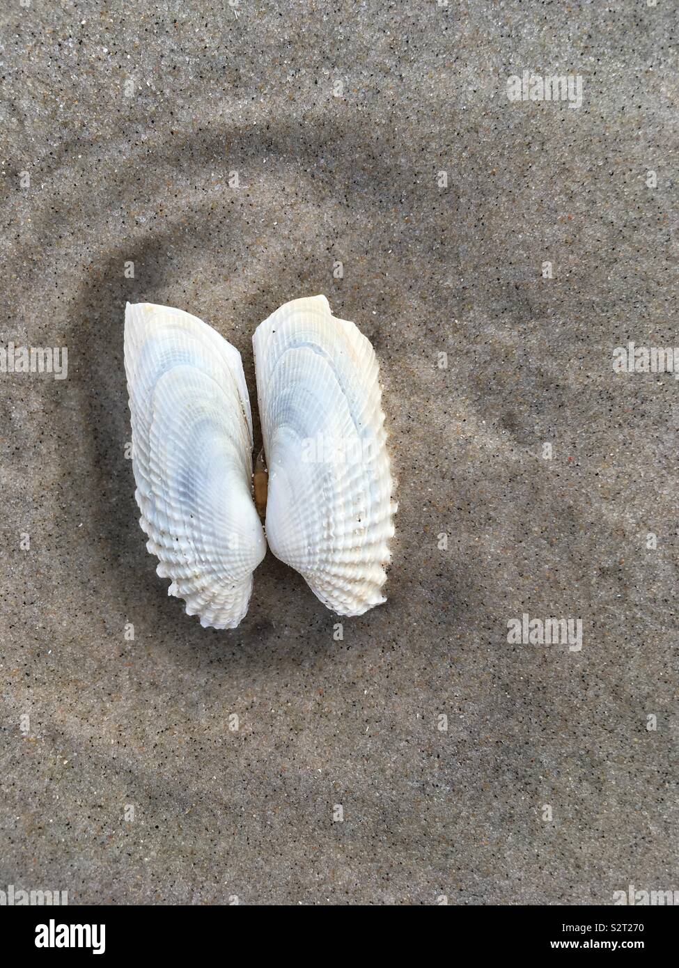 Shell Wings High Resolution Stock Photography and Images - Alamy