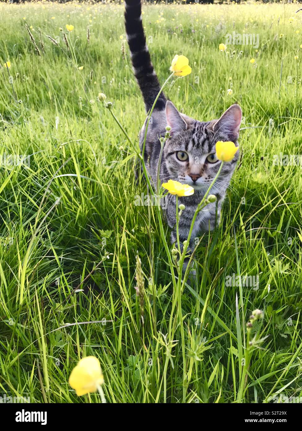 Cat with kittens in meadow hi-res stock photography and images - Alamy