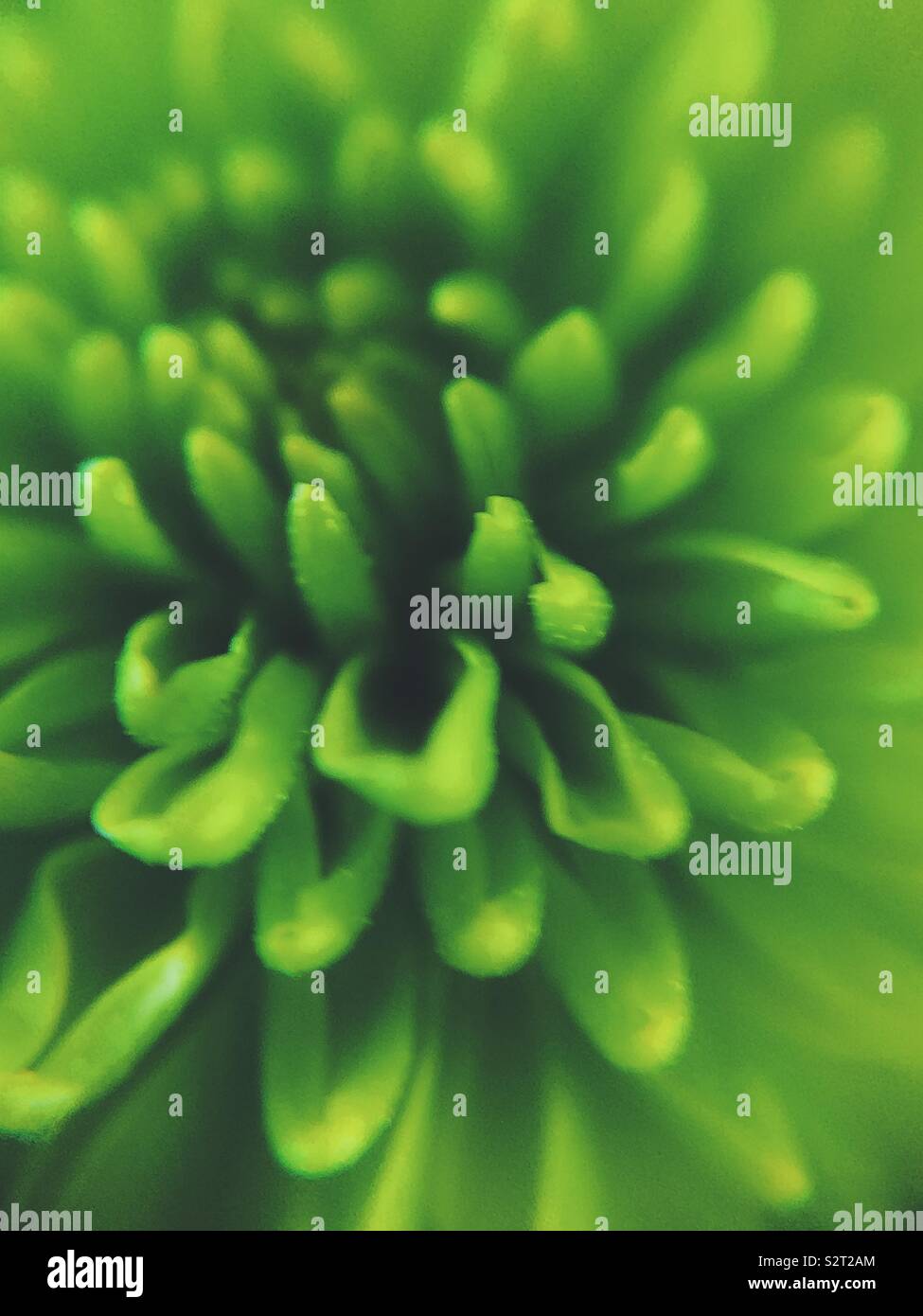 Green flower petals Stock Photo - Alamy