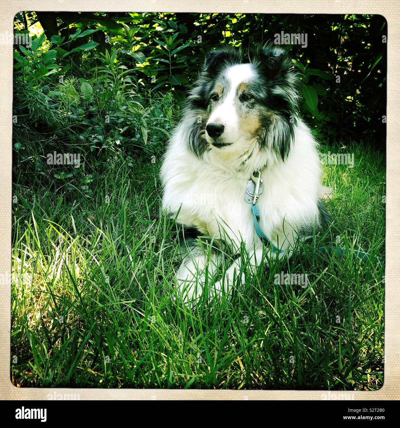 Blue merle sheltie hi-res stock photography and images - Alamy