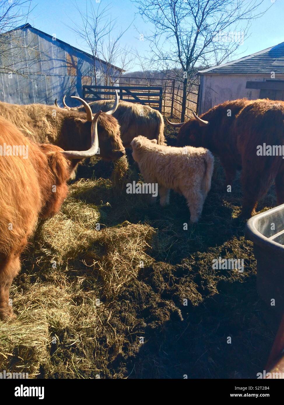 Scottish highland beef hi-res stock photography and images - Alamy