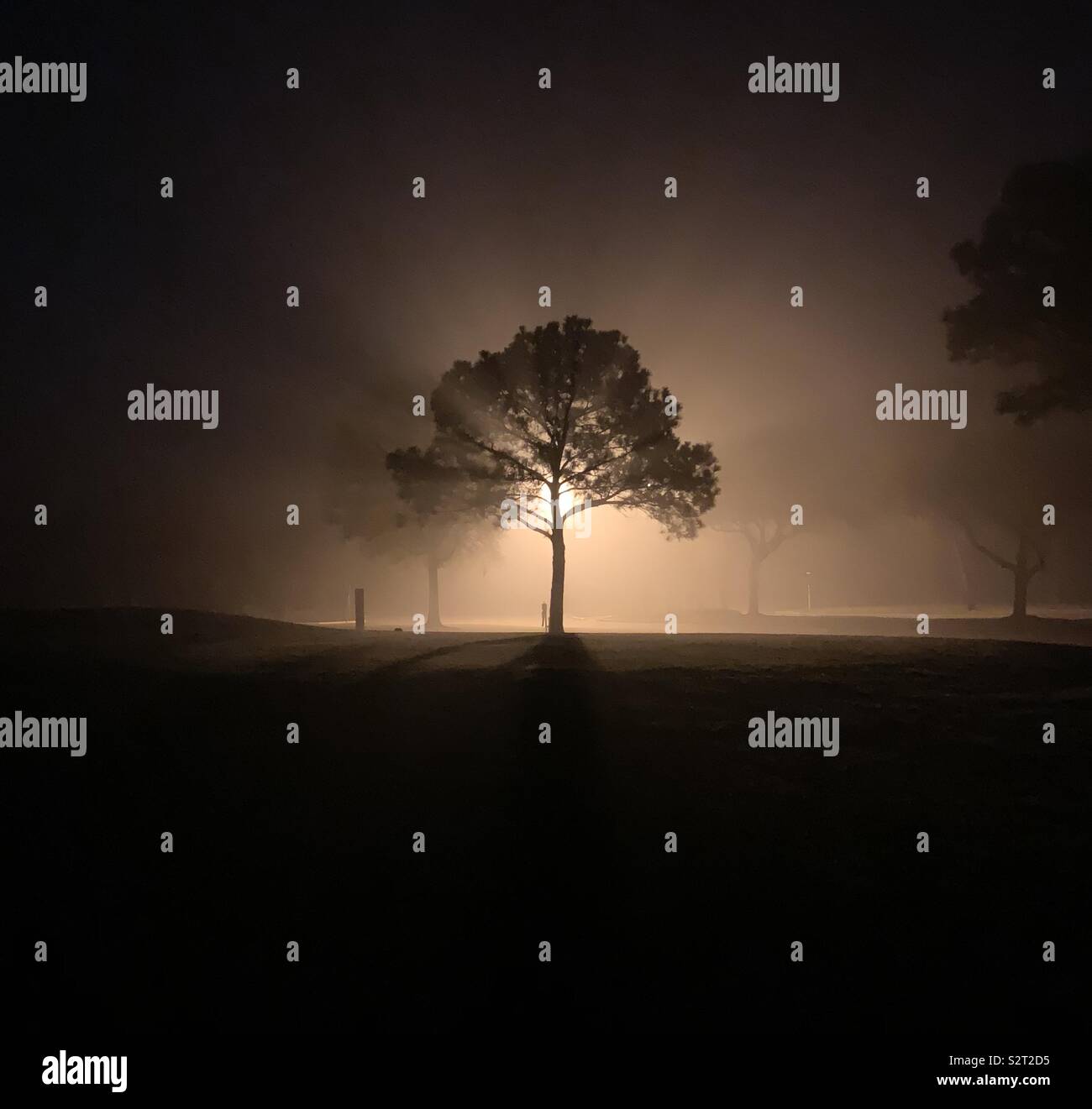 The tree of Solace Stock Photo - Alamy
