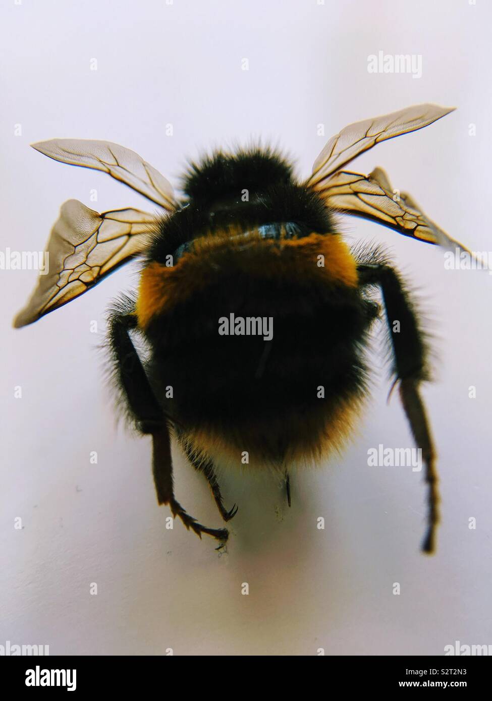 Dead Bumble Bee High Resolution Stock Photography and Images - Alamy