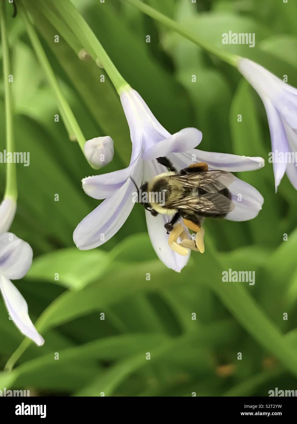 Bumble bee closeup on lily of the Nile flower Stock Photo - Alamy