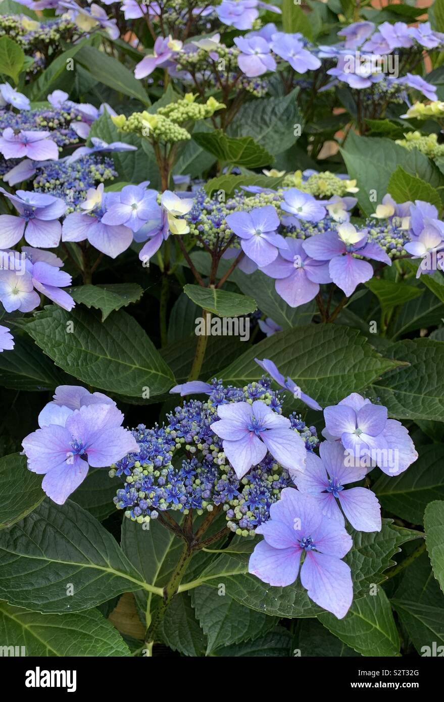 Hydrangea in the summer Stock Photo - Alamy