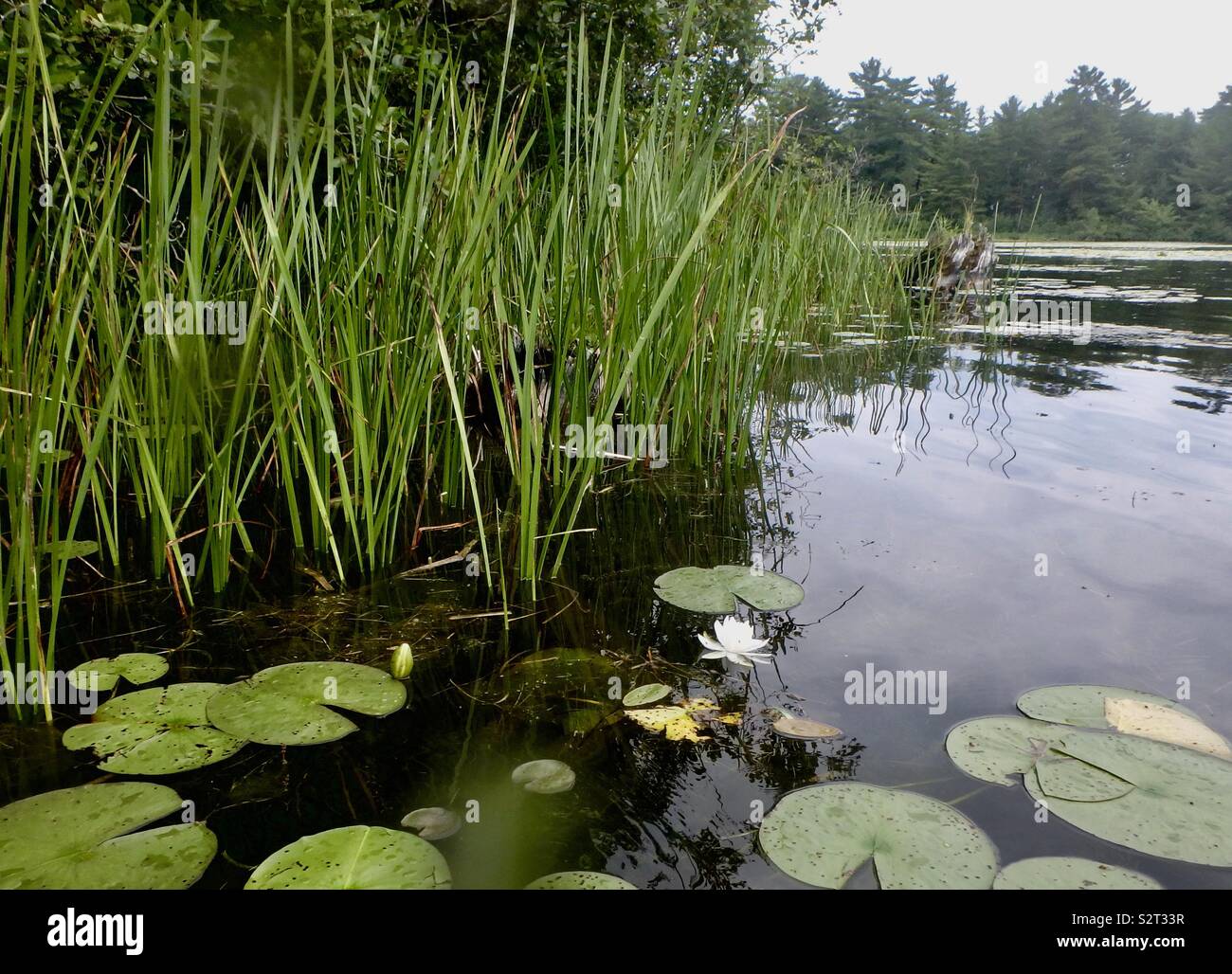 Environment ecosystem hi-res stock photography and images - Alamy