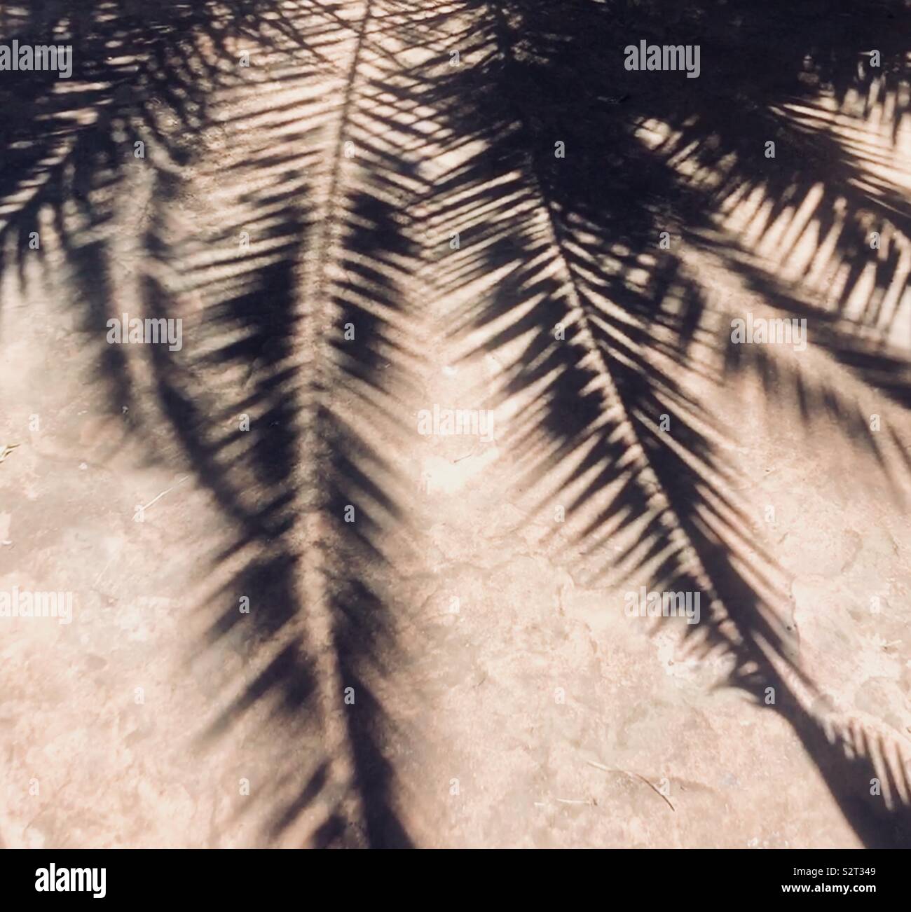 Sepia image of tree hi-res stock photography and images - Alamy