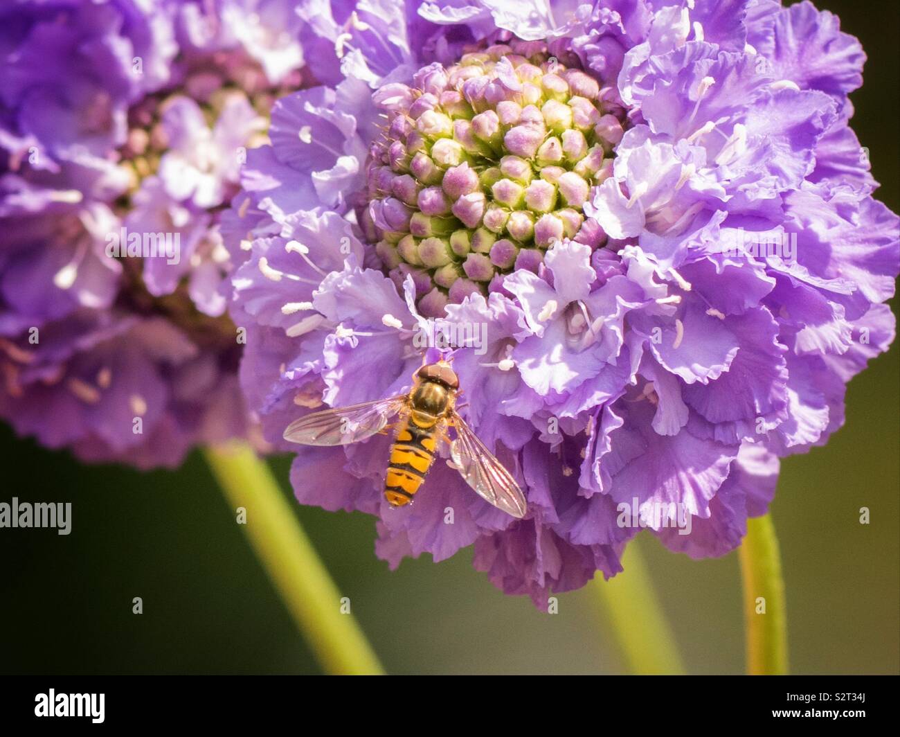 Nectaring from a flower hi-res stock photography and images - Alamy