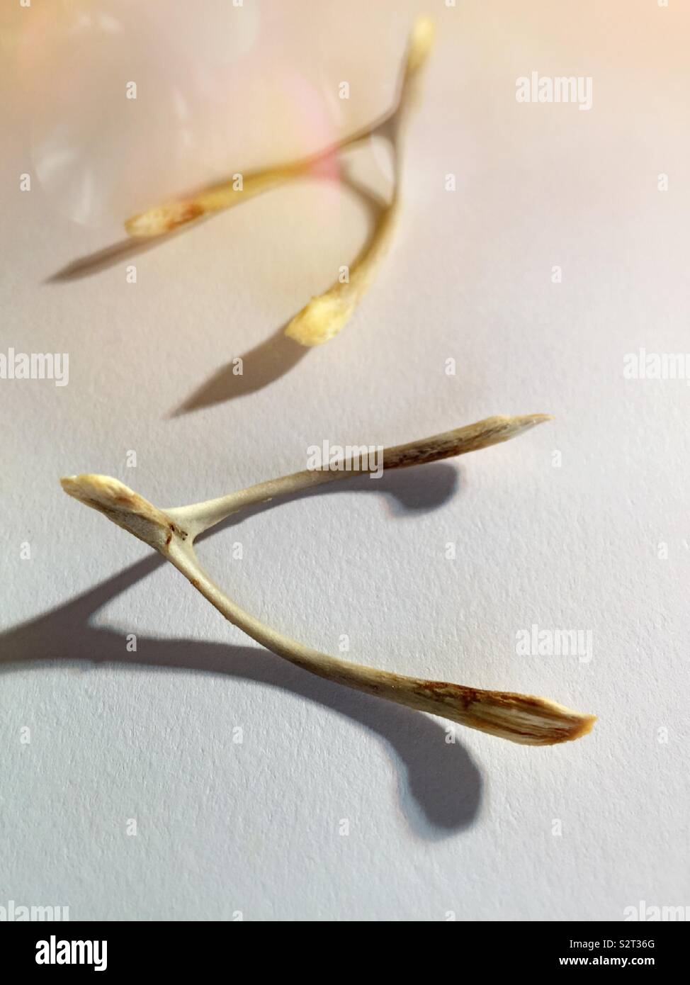 Chicken wishbone hi-res stock photography and images - Alamy