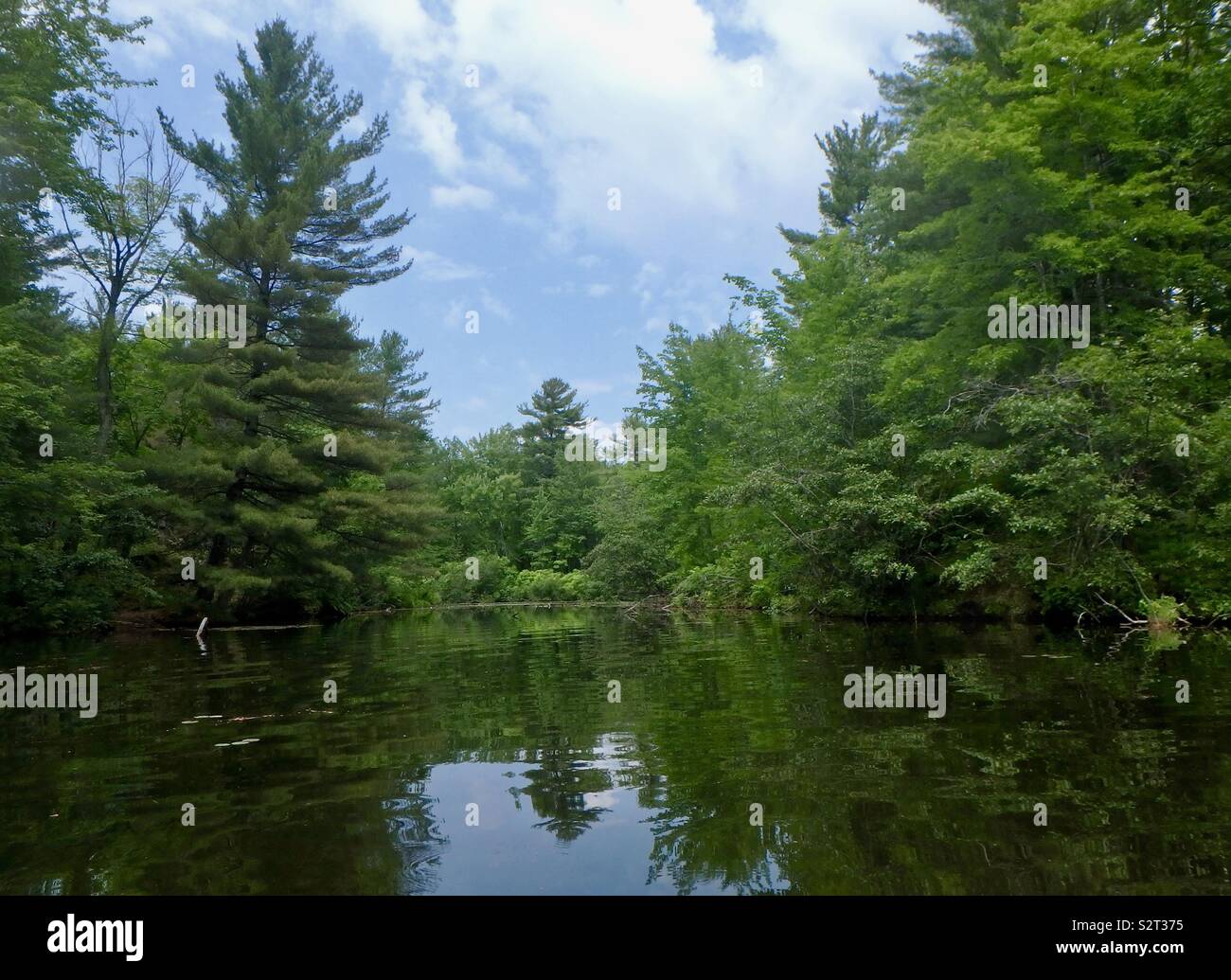 Lakeside forest hi-res stock photography and images - Alamy