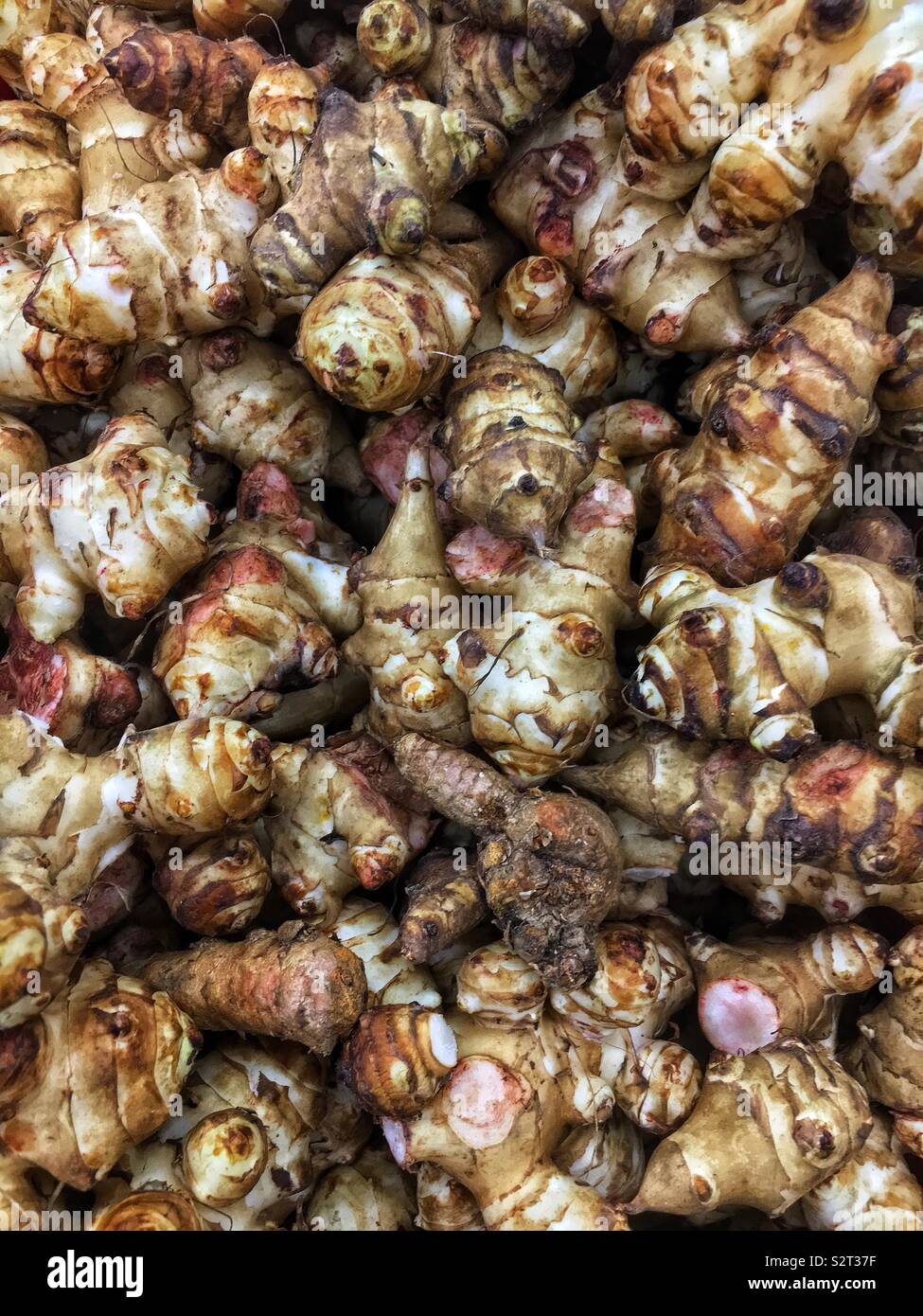 Full frame of many farm fresh sunchokes, Jerusalem artichokes ...