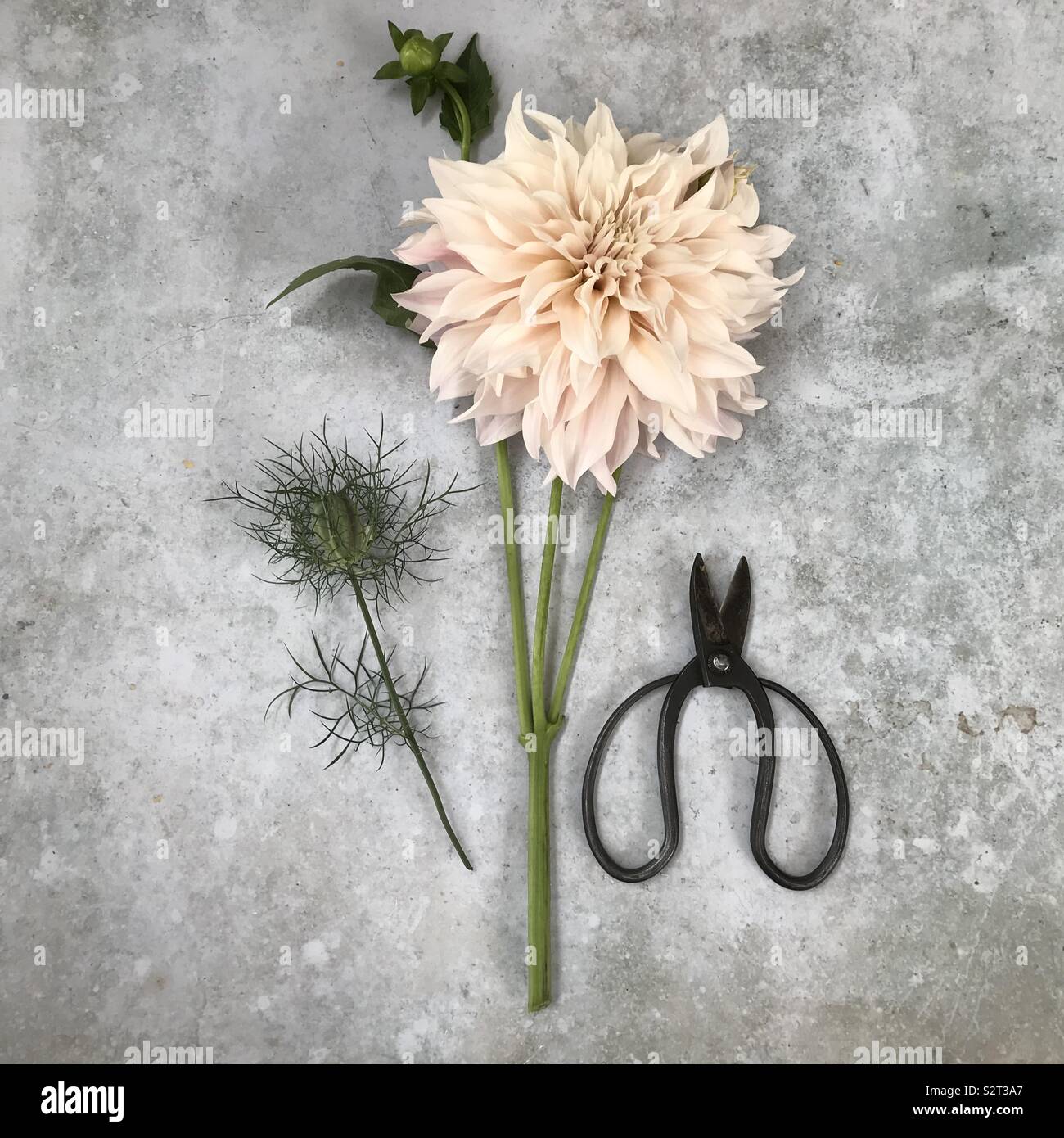 Flat lay Dahlia with scissors Stock Photo - Alamy