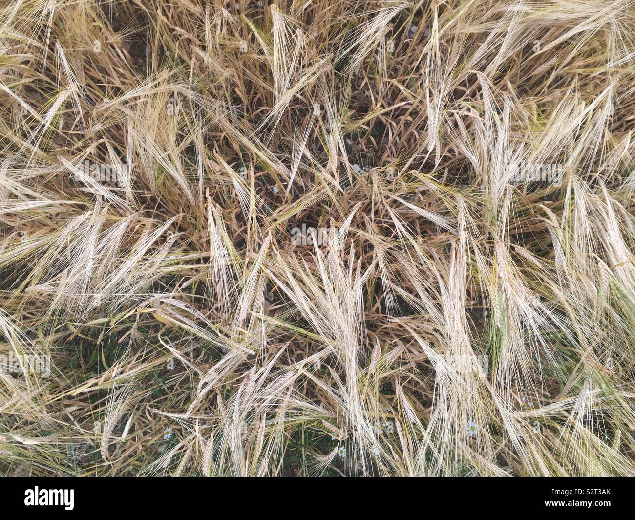 Wheat of plain hi-res stock photography and images - Alamy