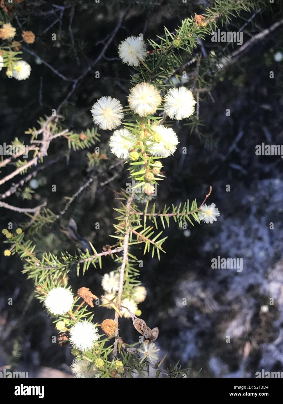 Australian native flowers hi-res stock photography and images - Alamy