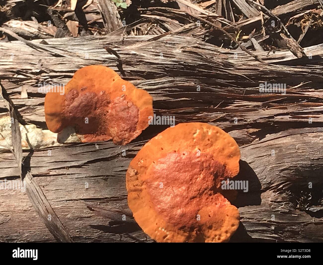 Orange fungi hi-res stock photography and images - Alamy