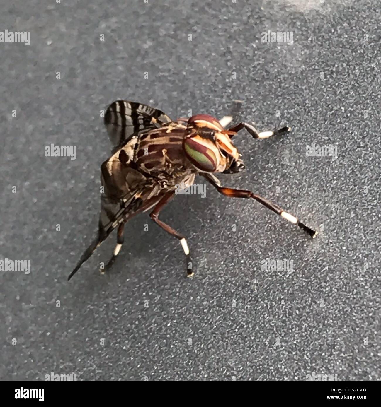 Weird insect hi-res stock photography and images - Alamy