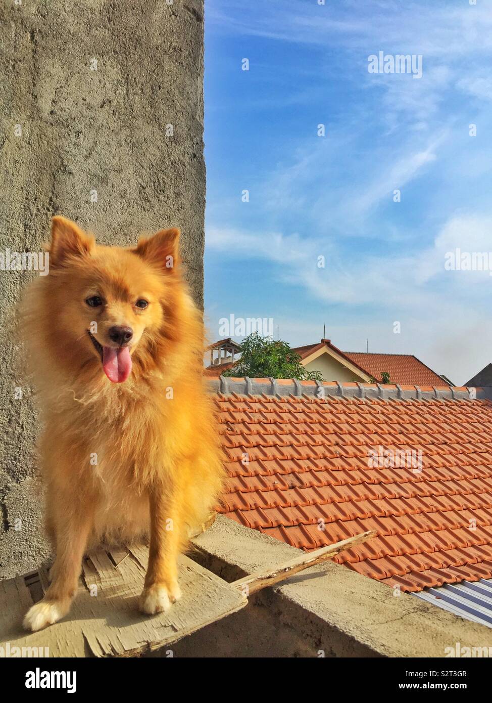 Dog sun roof hi-res stock photography and images - Alamy