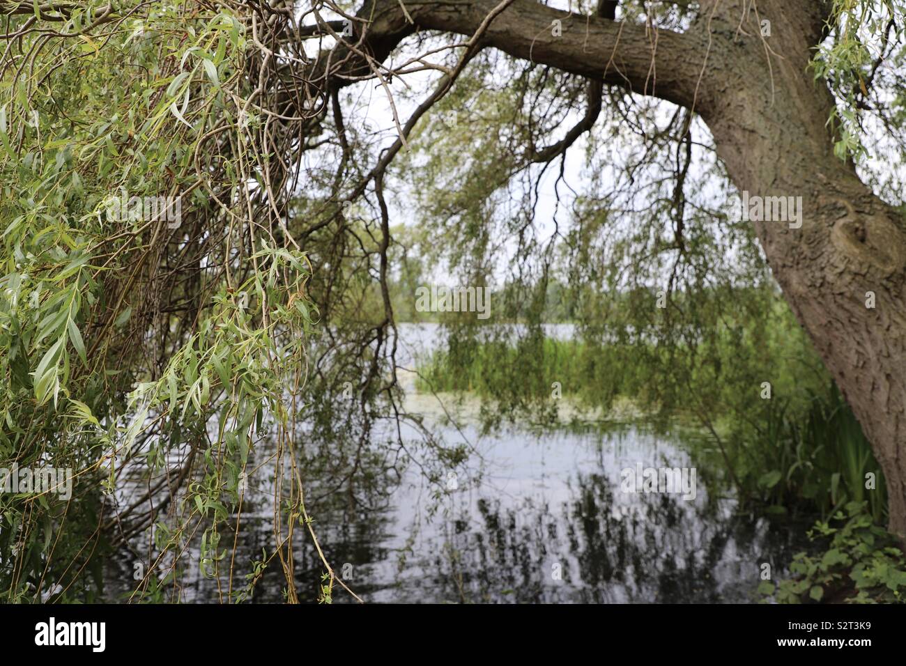 Overhanging tree branches hi-res stock photography and images - Alamy