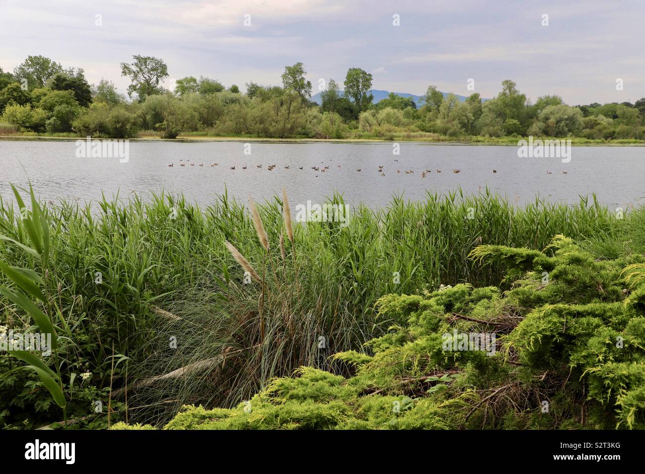 Reeds and other water plants hi-res stock photography and images - Alamy