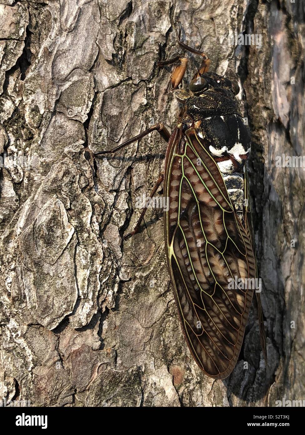 Cicada on a tree Stock Photo - Alamy