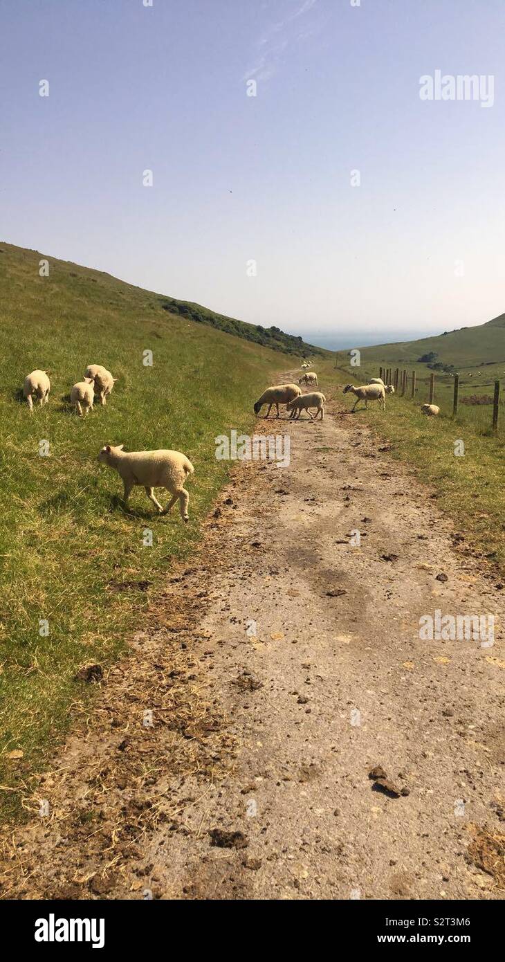 Sea view walk, through fields of sheep and lambs, across beautiful ...
