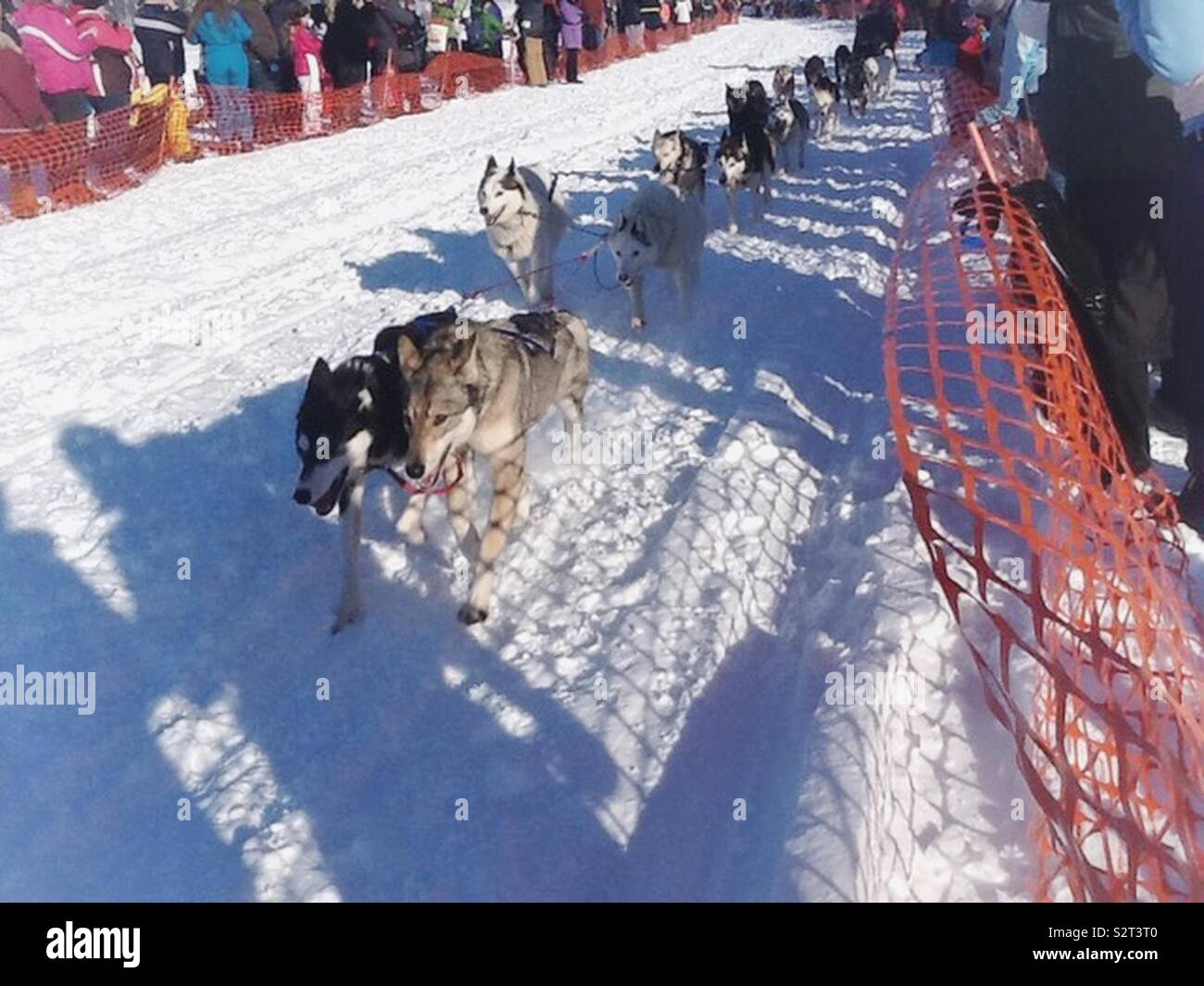 Huskies alaska hi-res stock photography and images - Alamy