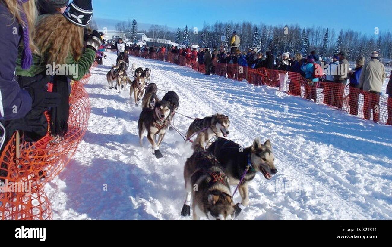 Iditarod Race Alaska High Resolution Stock Photography and Images - Alamy