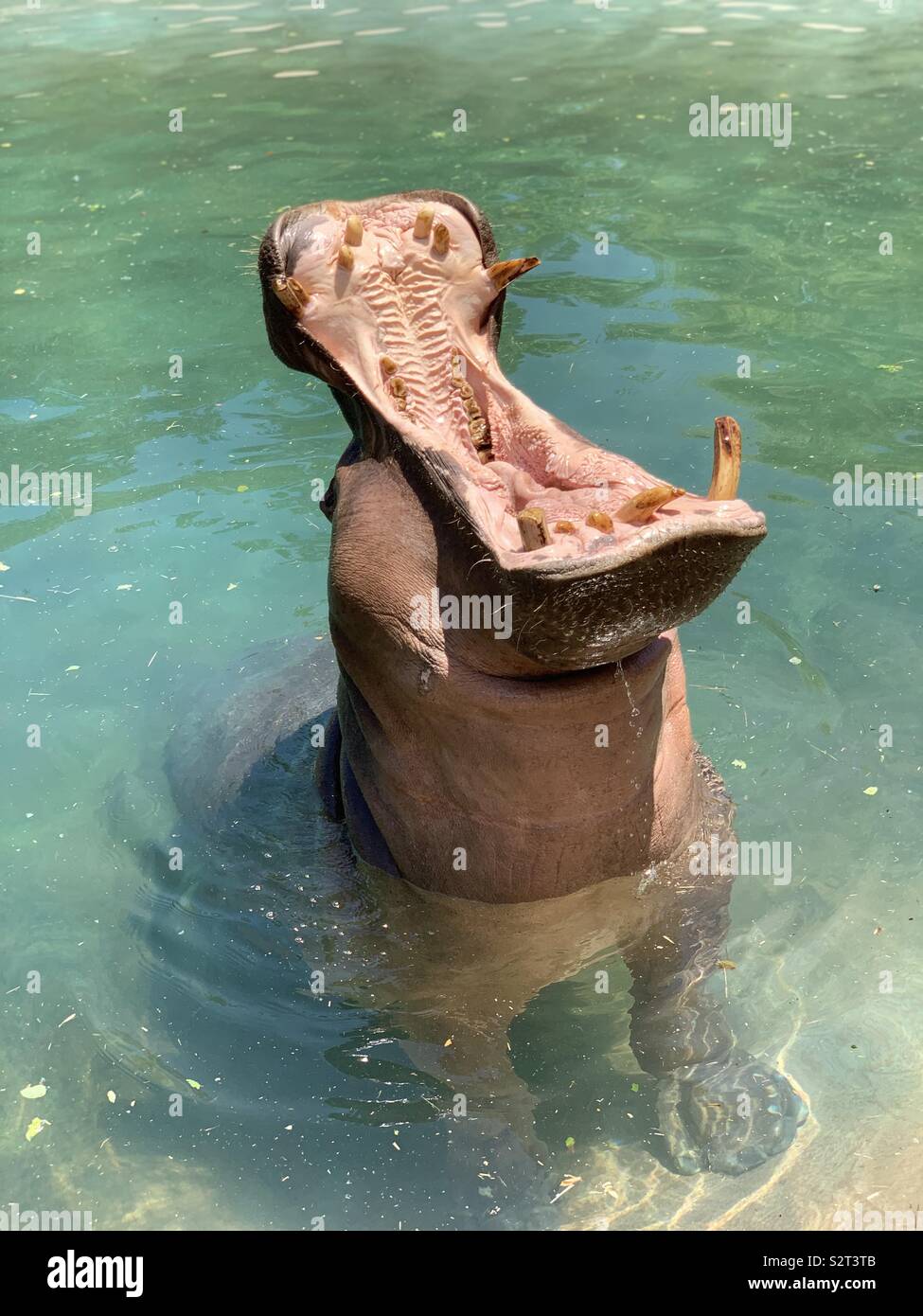 Hungry hungry hippo hi-res stock photography and images - Alamy