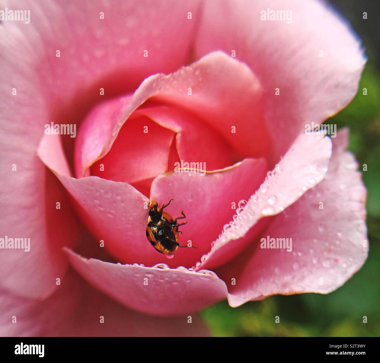 Rain bug hi-res stock photography and images - Alamy