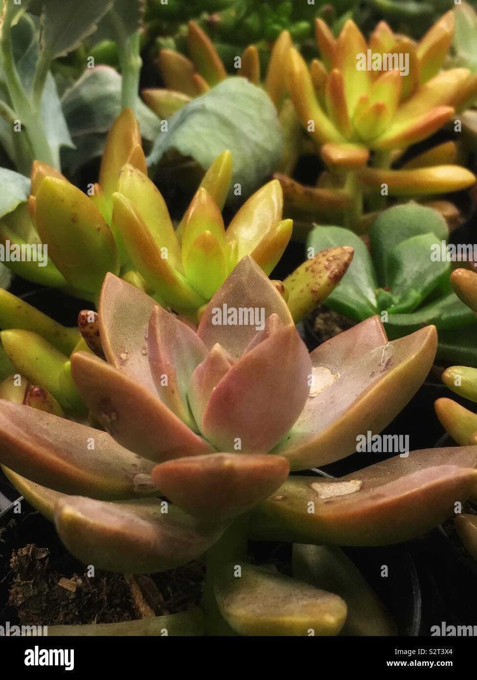 Beautiful succulents hi-res stock photography and images - Alamy