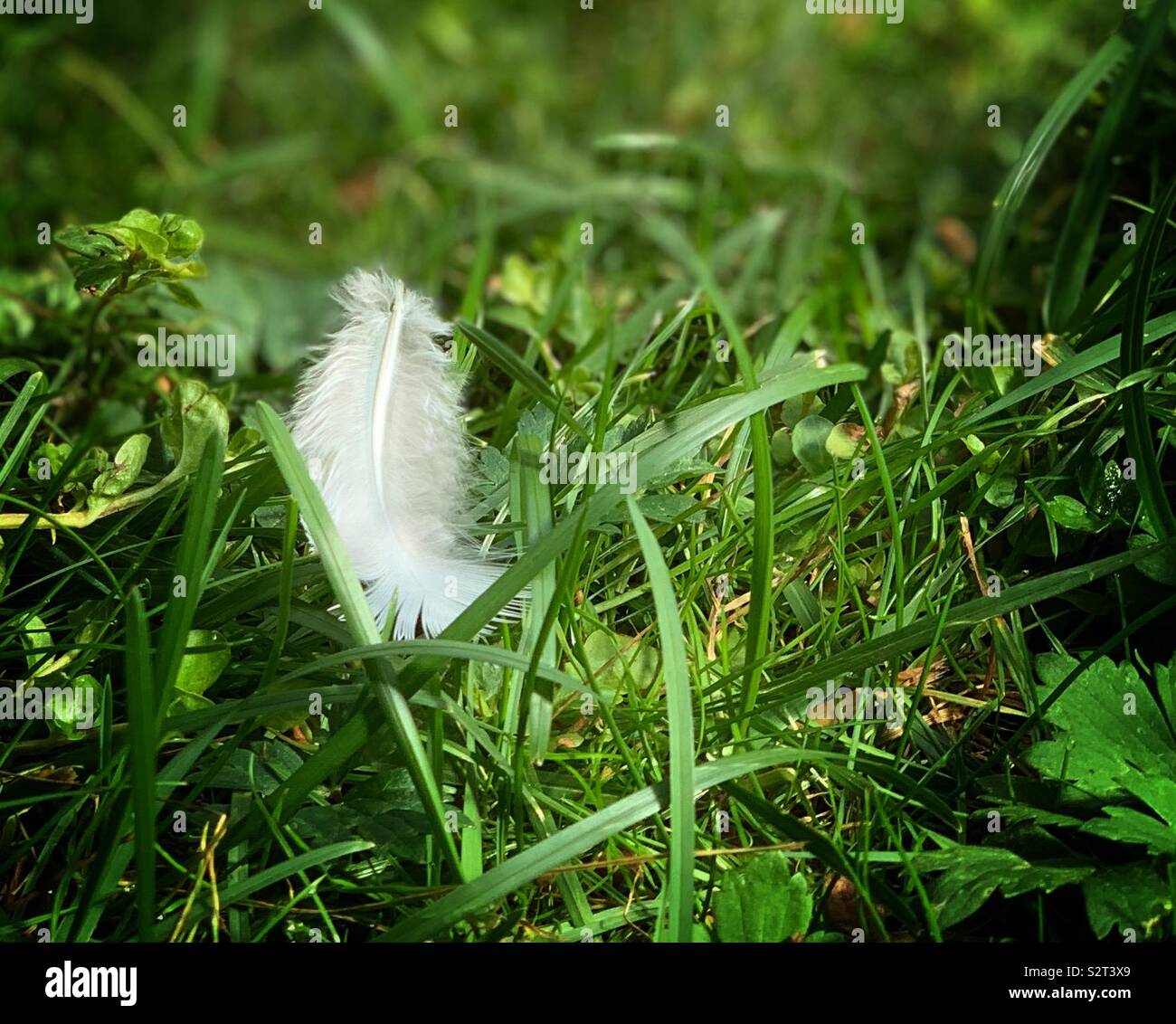 Small white feather hi-res stock photography and images - Alamy